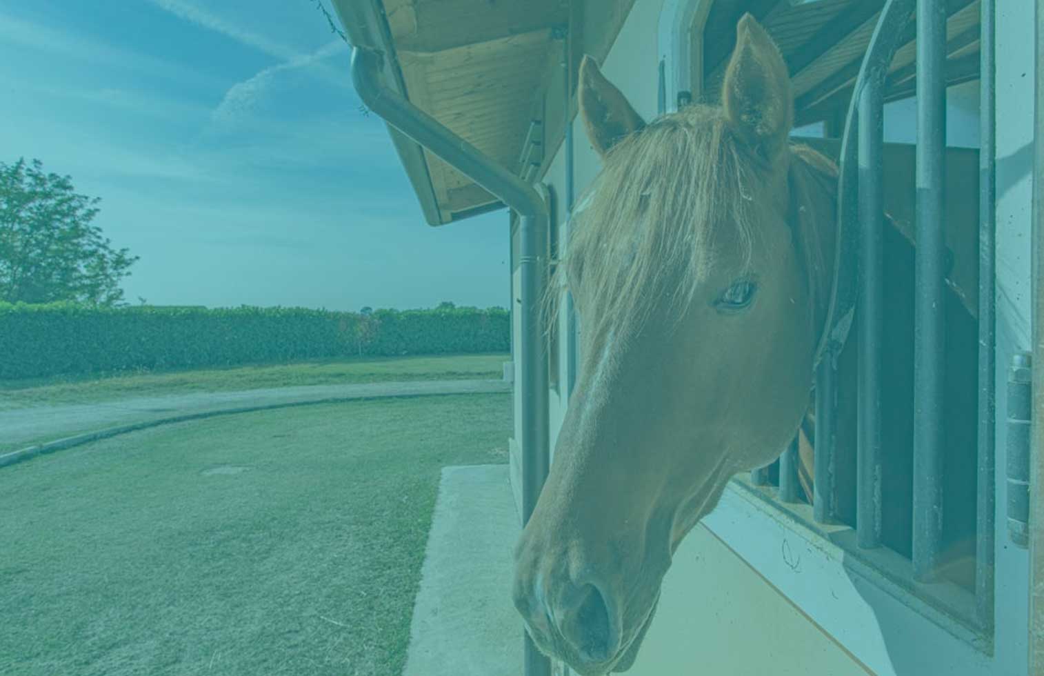 Come aprire un maneggio di cavalli?